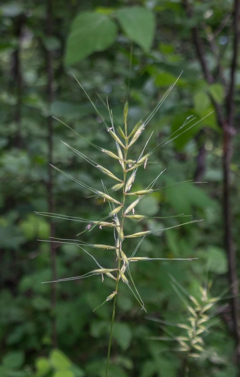 Bottlebrush Grass (Elymus hystrix) | Miles Hearn