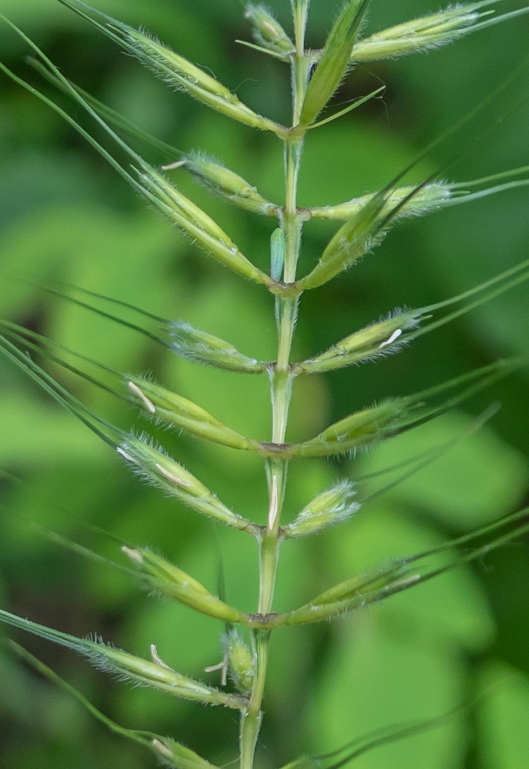 Bottlebrush Grass (Elymus hystrix) | Miles Hearn