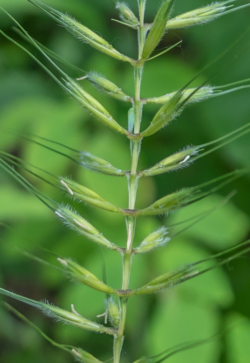Bottlebrush Grass (Elymus hystrix) | Miles Hearn