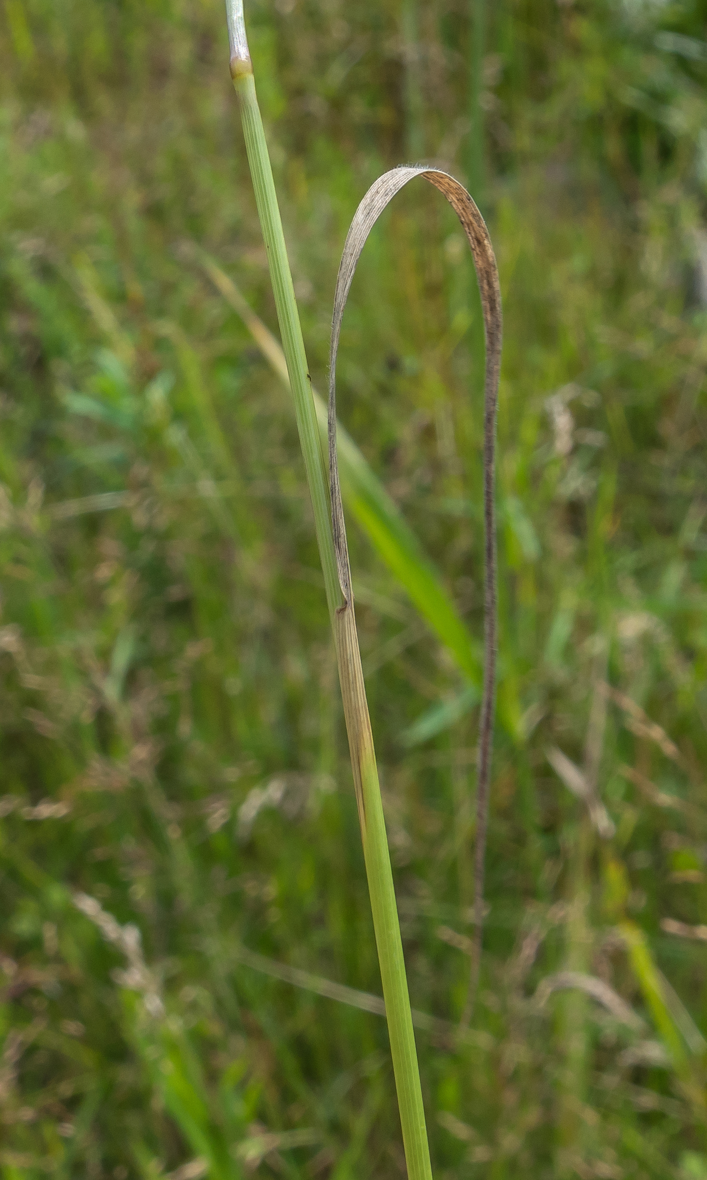 Squirreltail Grass (Hordeum jubatum) | Miles Hearn