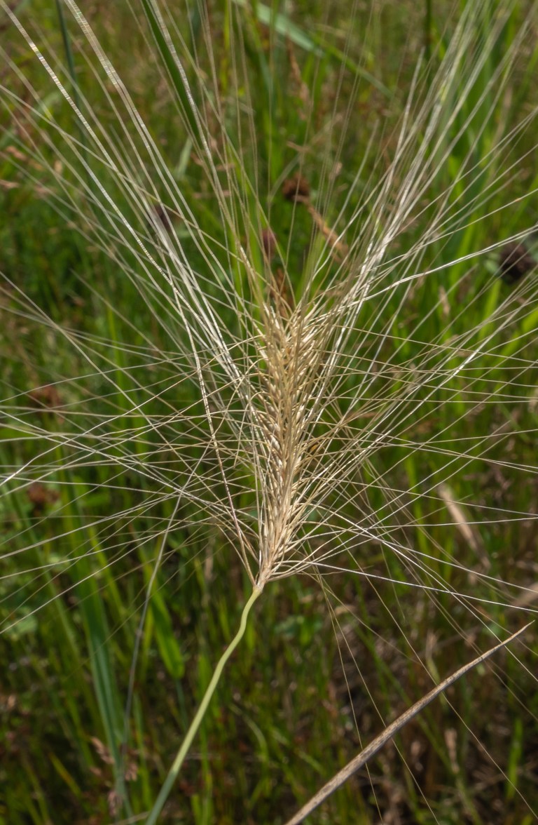 Squirreltail Grass (Hordeum jubatum) | Miles Hearn