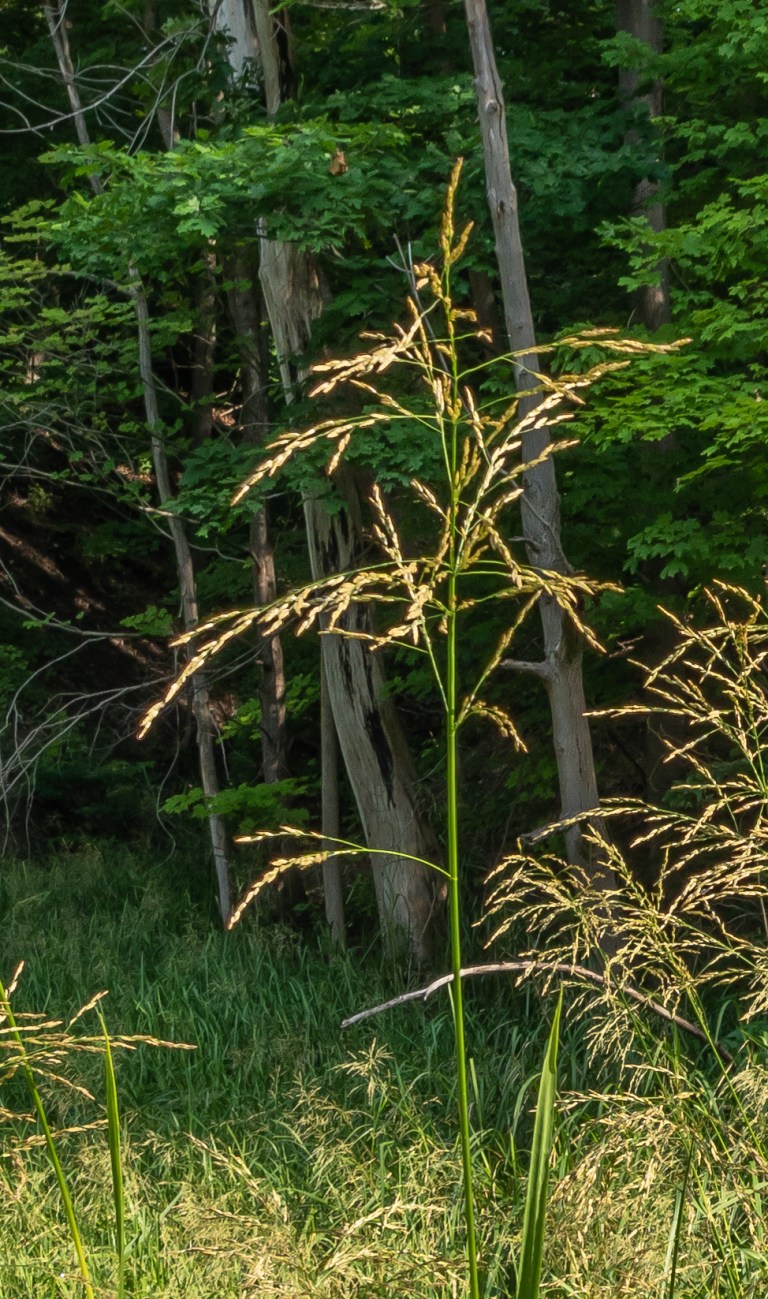 American Manna Grass (Glyceria grandis) | Miles Hearn