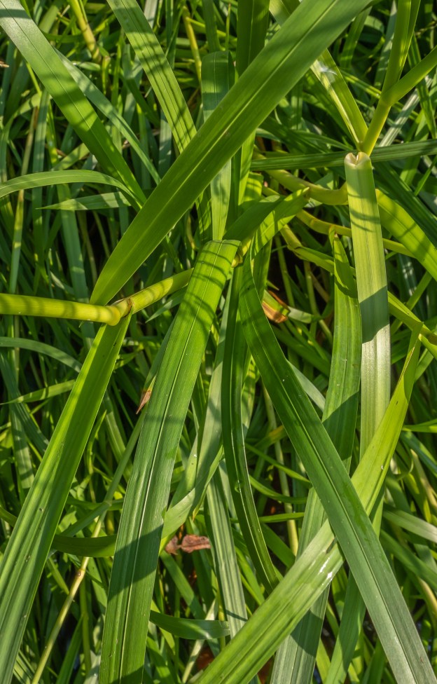 American Manna Grass (Glyceria grandis) | Miles Hearn