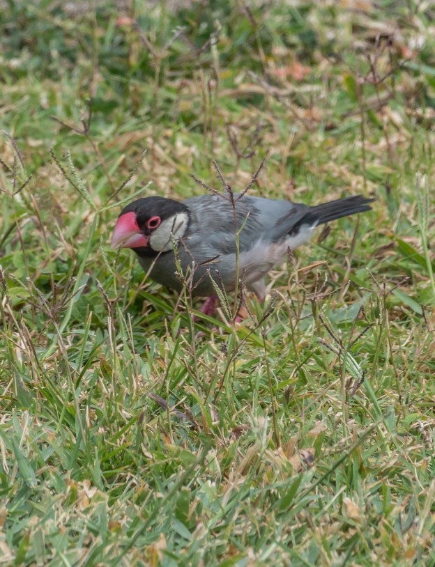 Java Sparrow | Miles Hearn