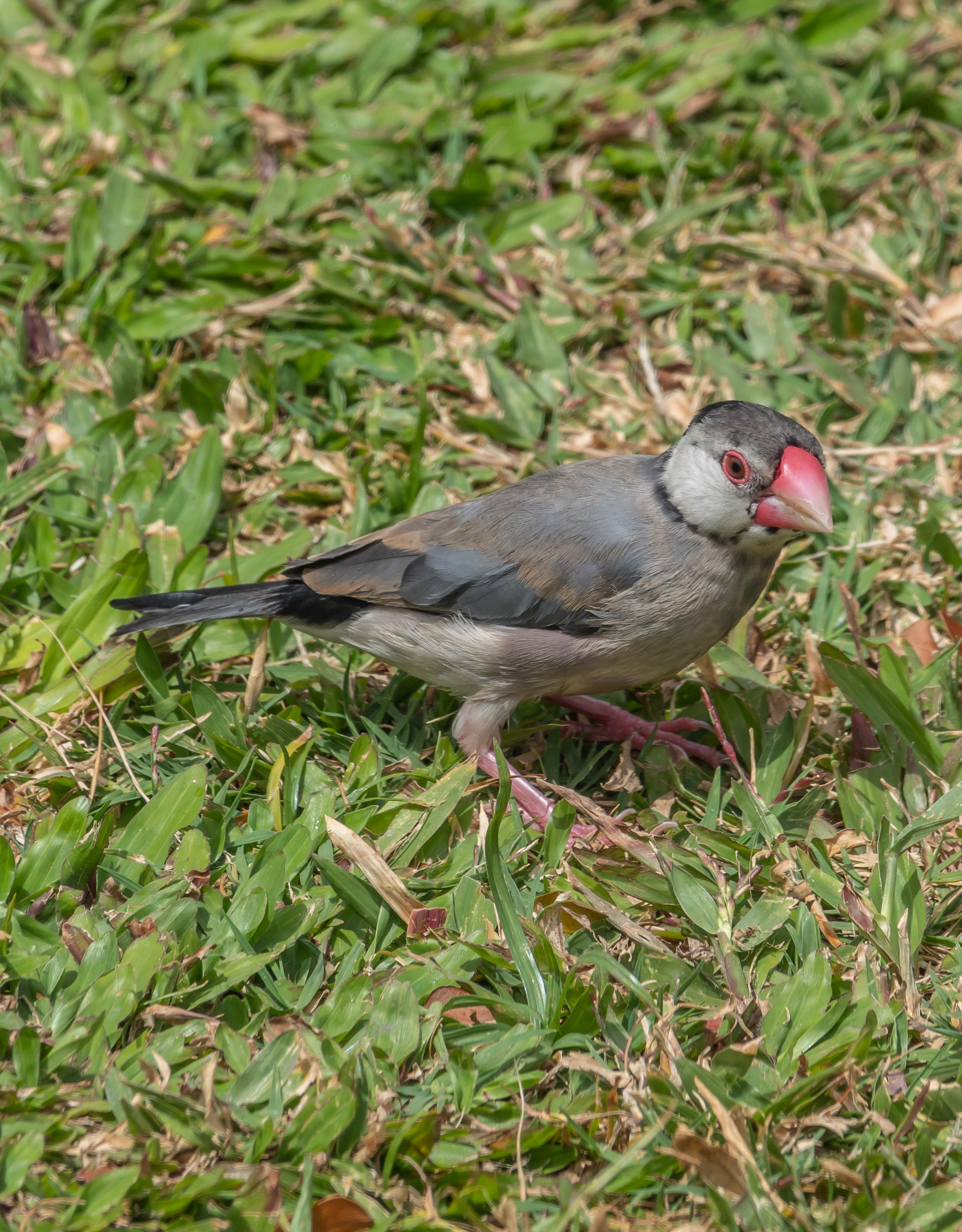 Java Sparrow | Miles Hearn