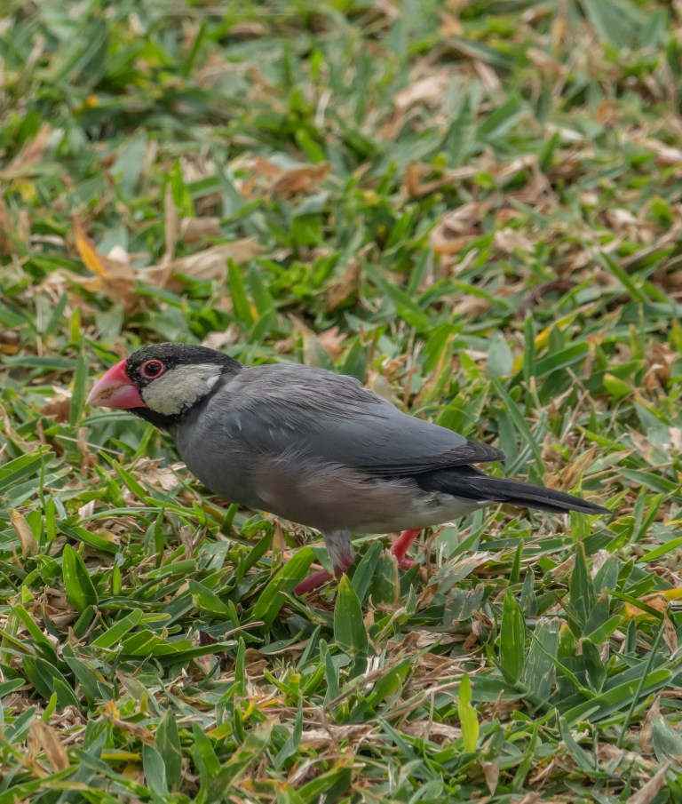Java Sparrow | Miles Hearn