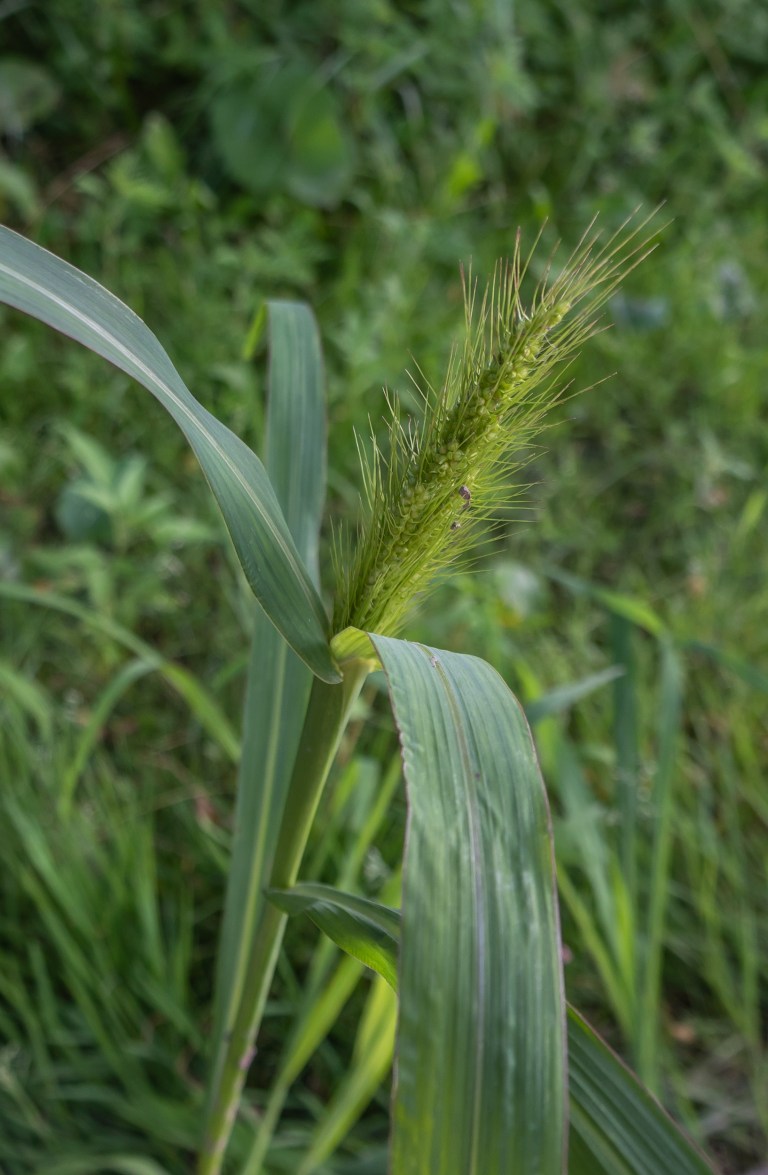 Barnyard Grass (Echinochloa muricata) | Miles Hearn