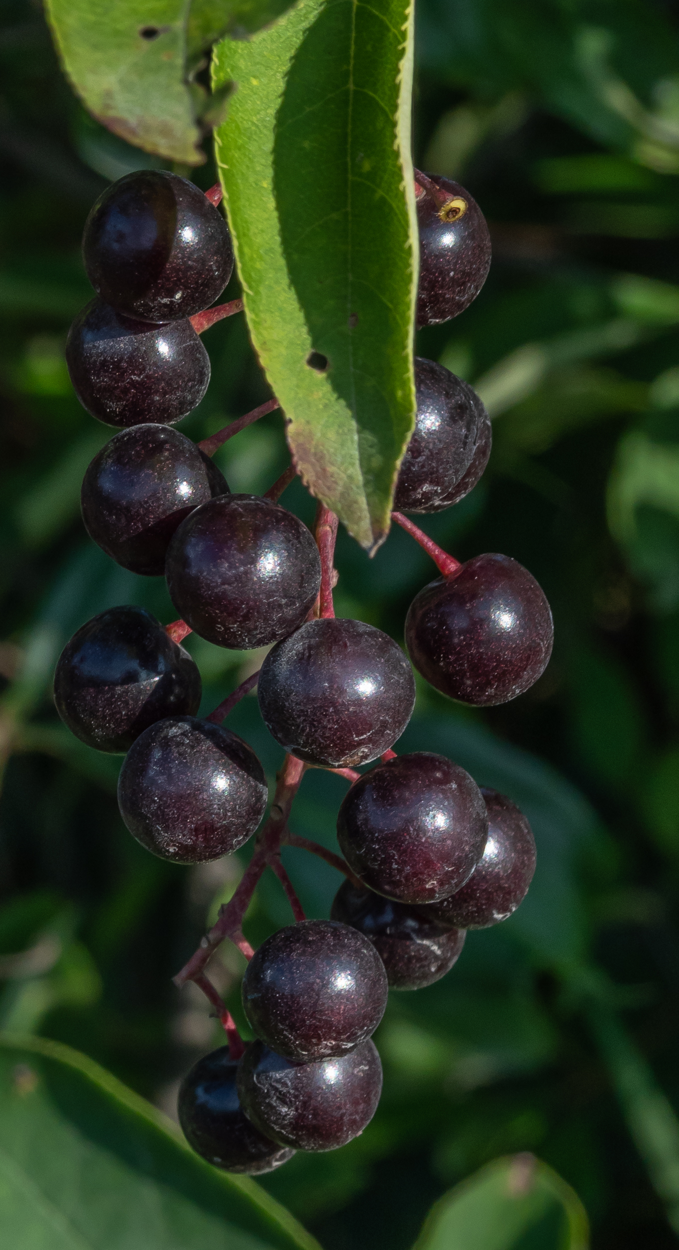 August Wild Fruits growing along a Trail in Prince Edward County ...