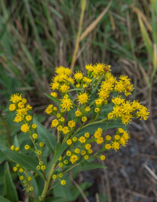 Seaside Goldenrod (Solidago sempervirens) | Miles Hearn