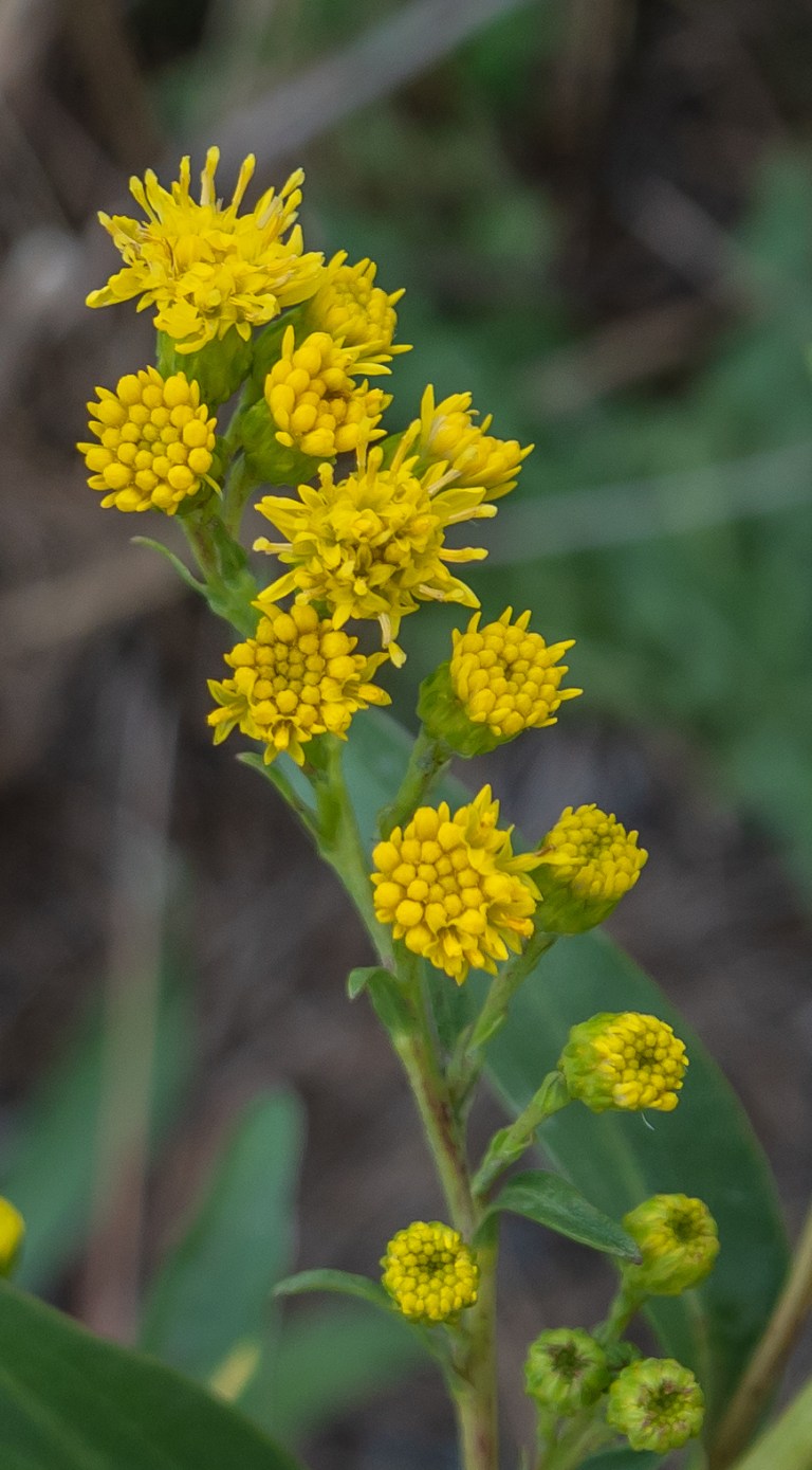 Seaside Goldenrod (Solidago sempervirens) | Miles Hearn