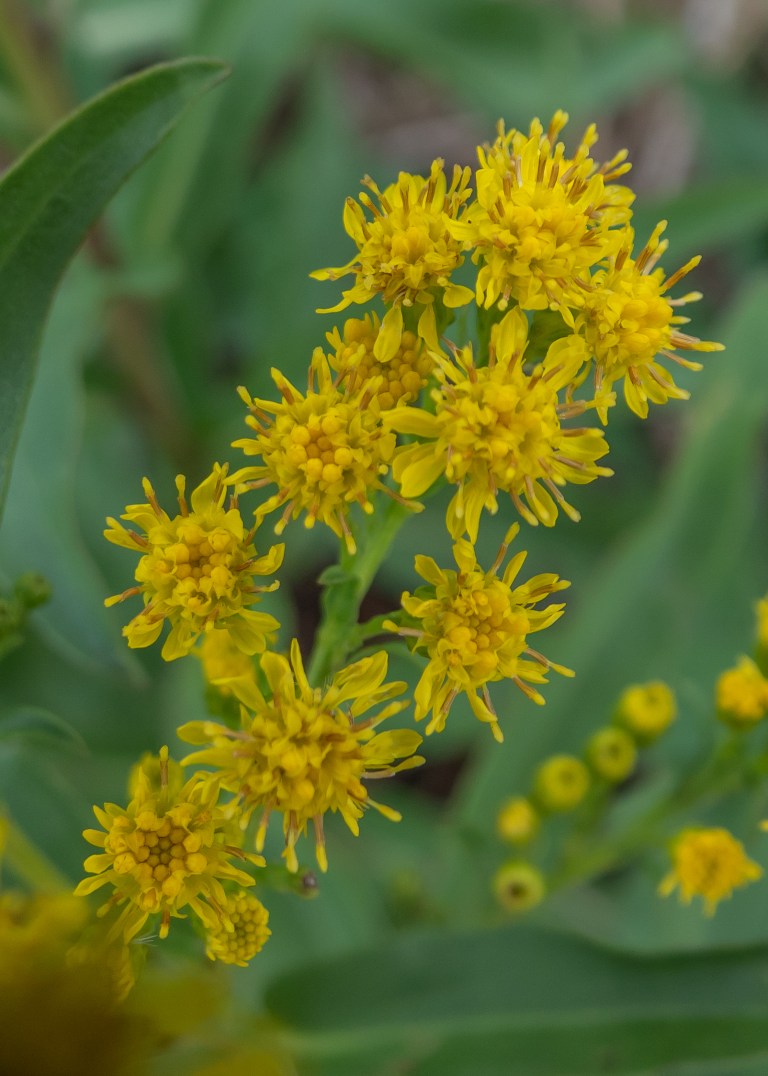 Seaside Goldenrod (Solidago sempervirens) | Miles Hearn
