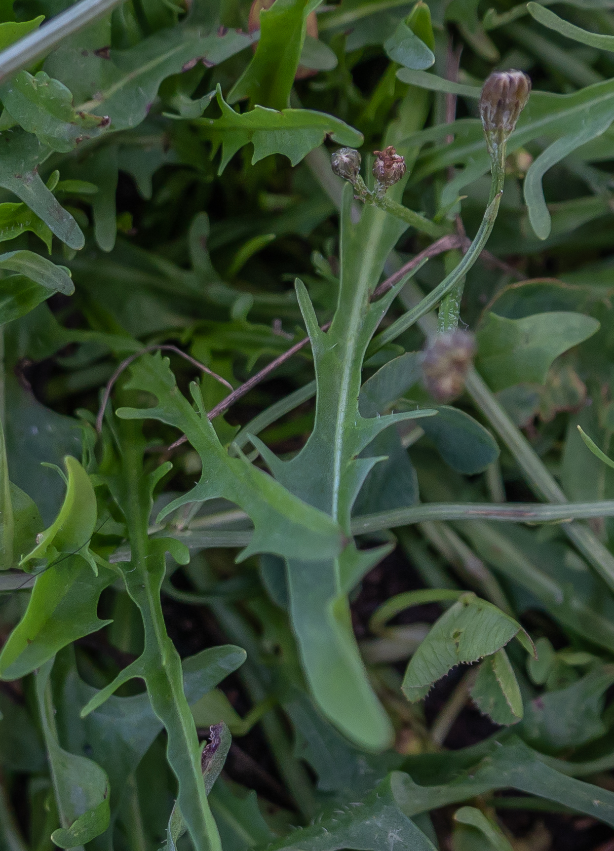 Fall-dandelion (Scorzoneroides autumnalis) | Miles Hearn