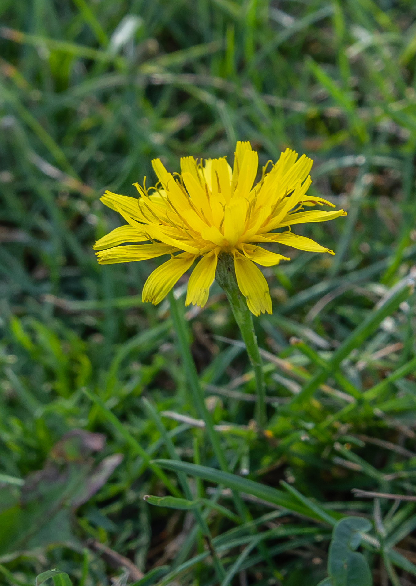 Fall-dandelion (Scorzoneroides autumnalis) | Miles Hearn