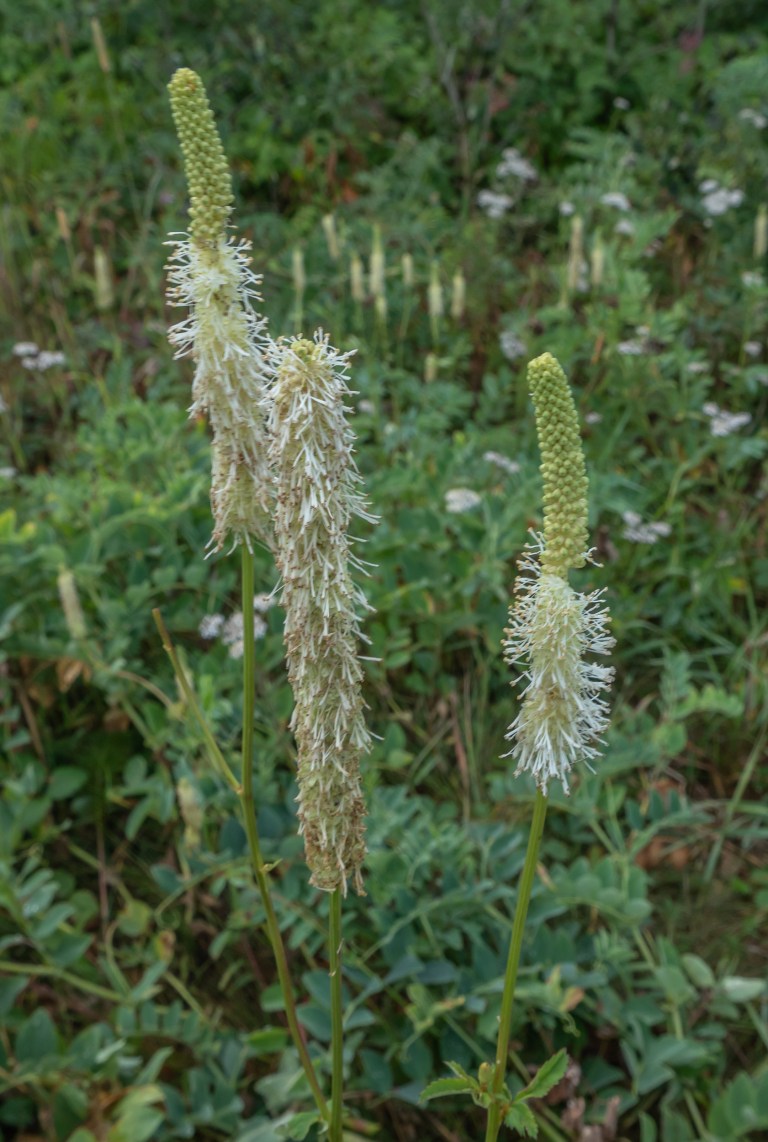 Canadian Burnet (Sanguisorba canadensis) | Miles Hearn