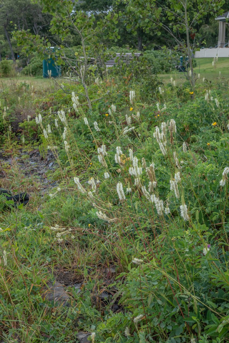 Canadian Burnet (Sanguisorba canadensis) | Miles Hearn