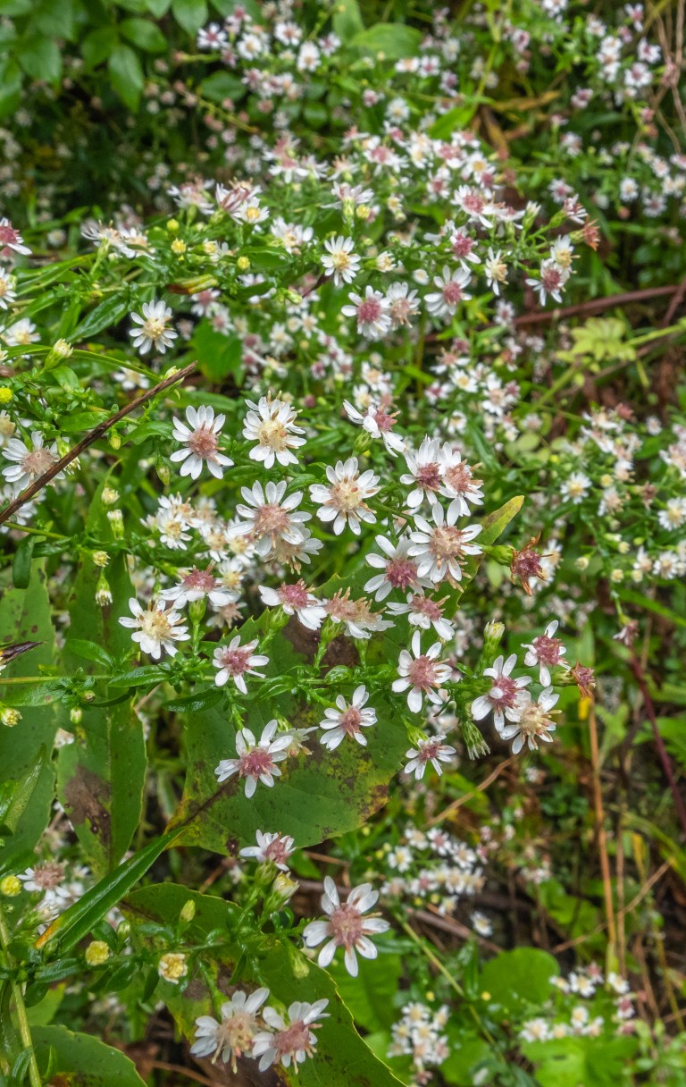 Amethyst Aster at the Guild Inn area / September 23, 2019 | Miles Hearn