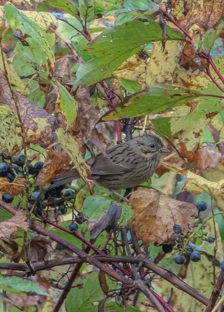 Identification of 11 Sparrow Species: a Photographic Guide | Miles Hearn