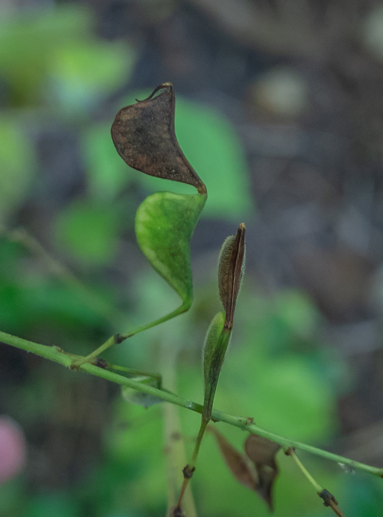 Plants with Seeds that Stick to your Clothing | Miles Hearn