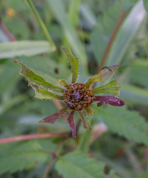 Plants with Seeds that Stick to your Clothing | Miles Hearn