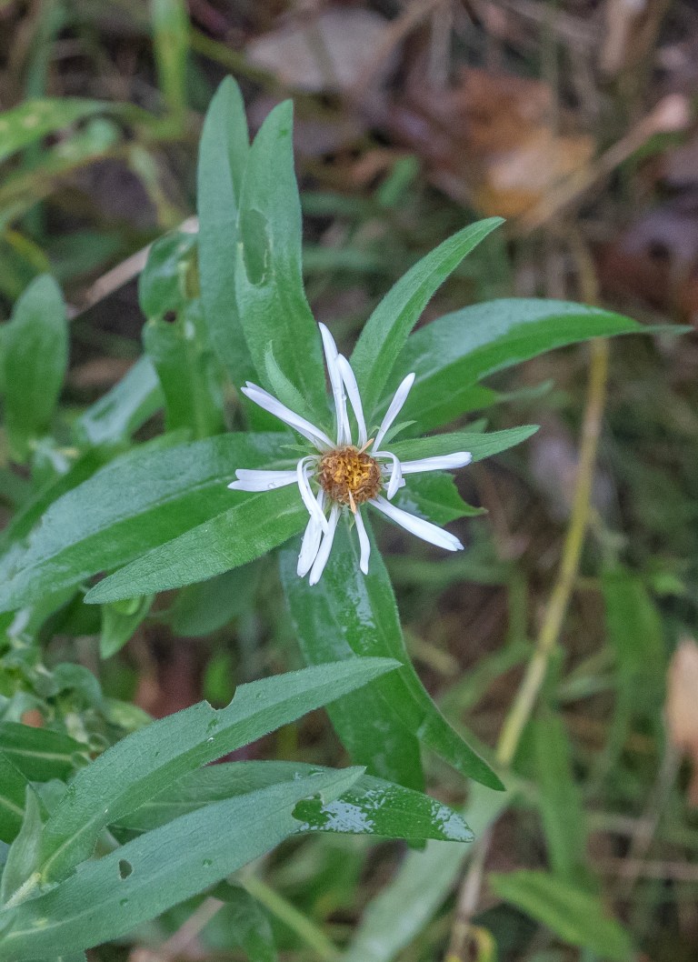 Poison Ivy Autumn Colours at Beechwood / Don Valley: October 3, 2019 ...