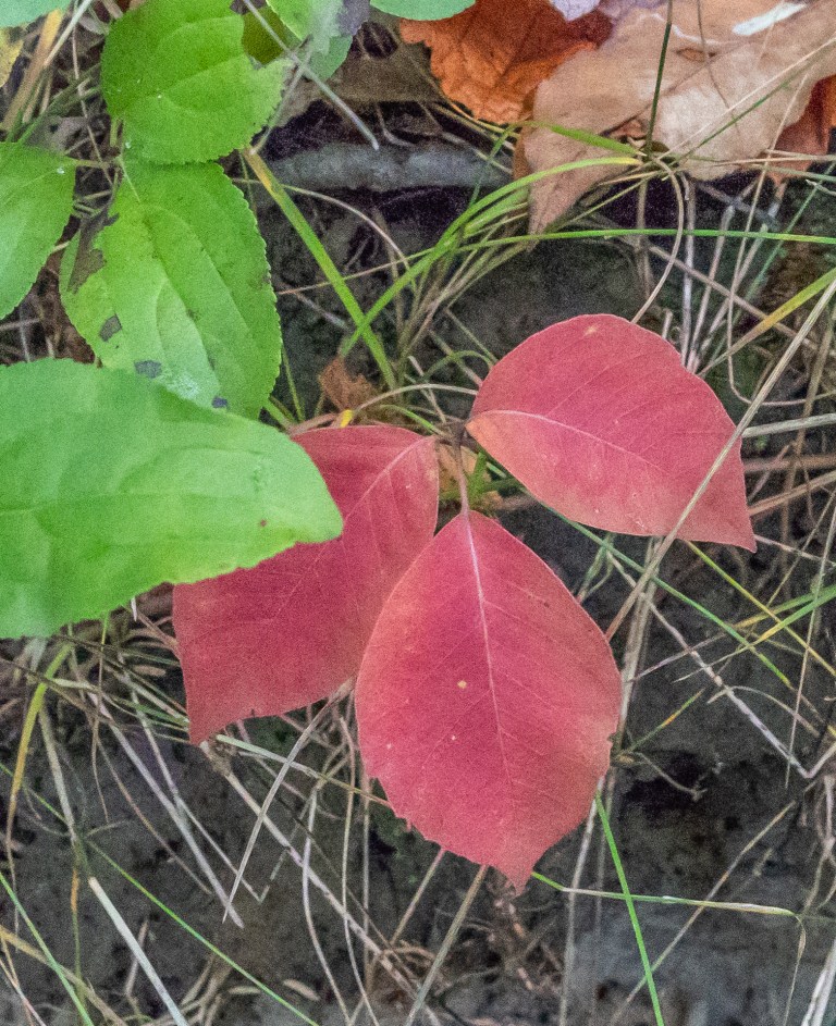 Poison Ivy Autumn Colours at Beechwood / Don Valley: October 3, 2019 ...
