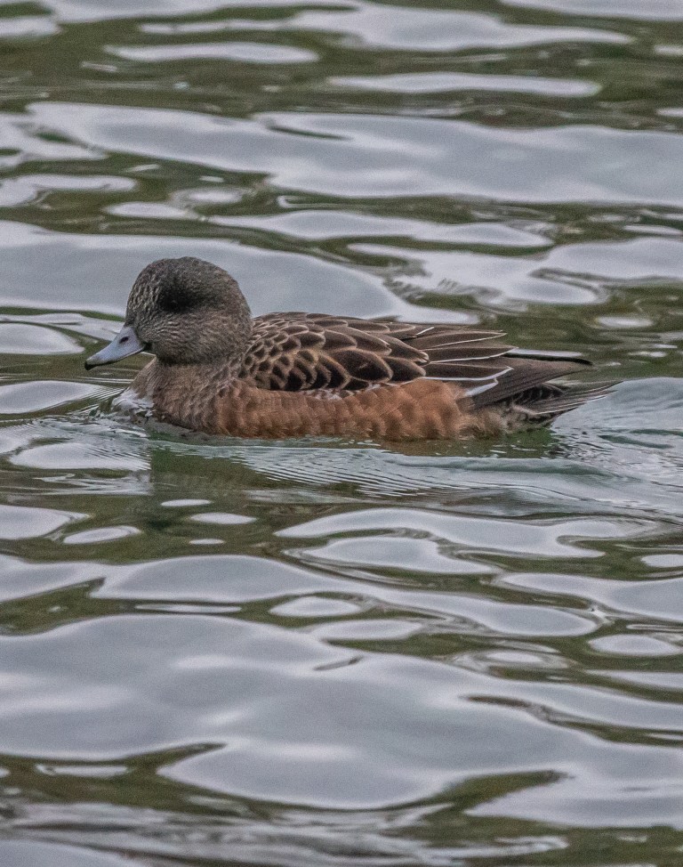 Photographic Identification Guide to Female Ducks / 21 Species | Miles ...