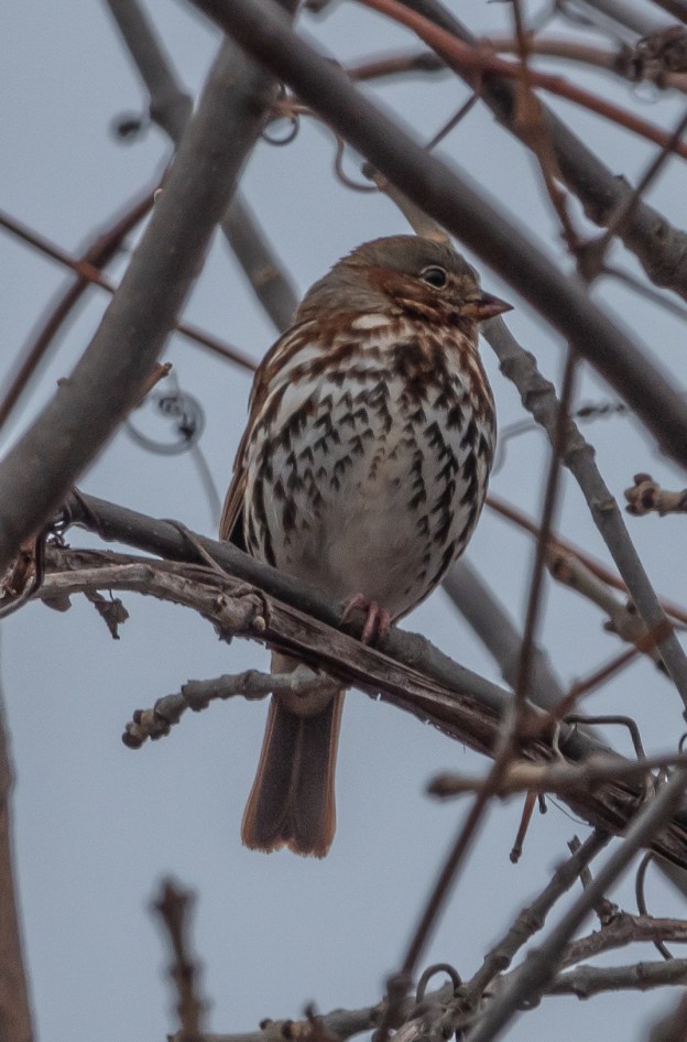 Identification of 11 Sparrow Species: a Photographic Guide | Miles Hearn