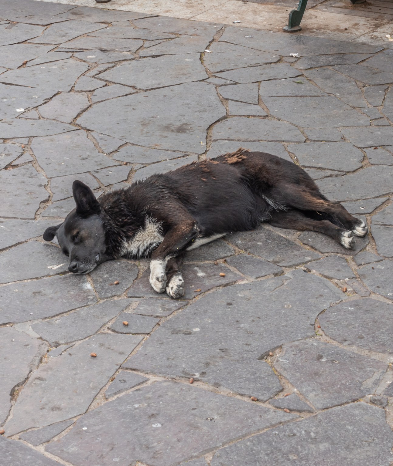 Feral Dogs in Coquimbo, Chile | Miles Hearn
