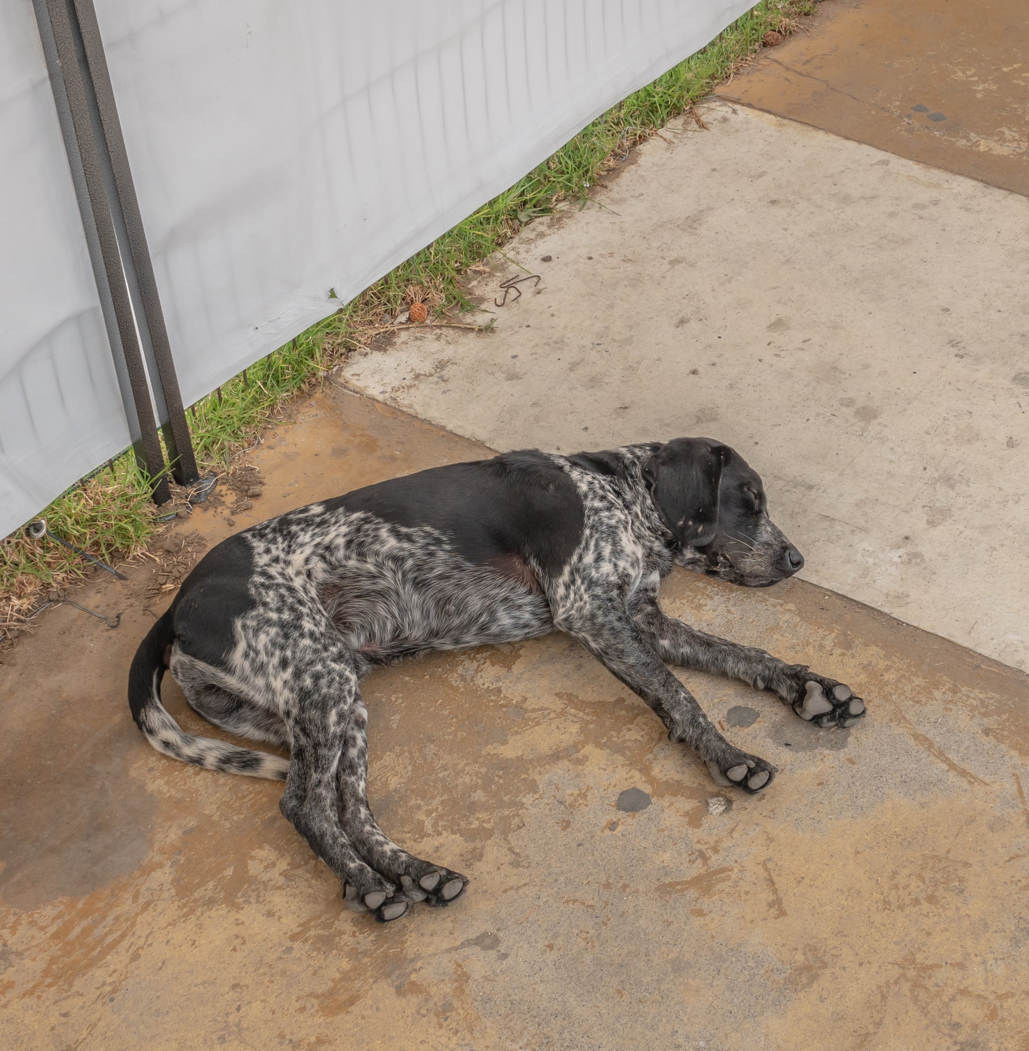 Feral Dogs in Coquimbo, Chile | Miles Hearn
