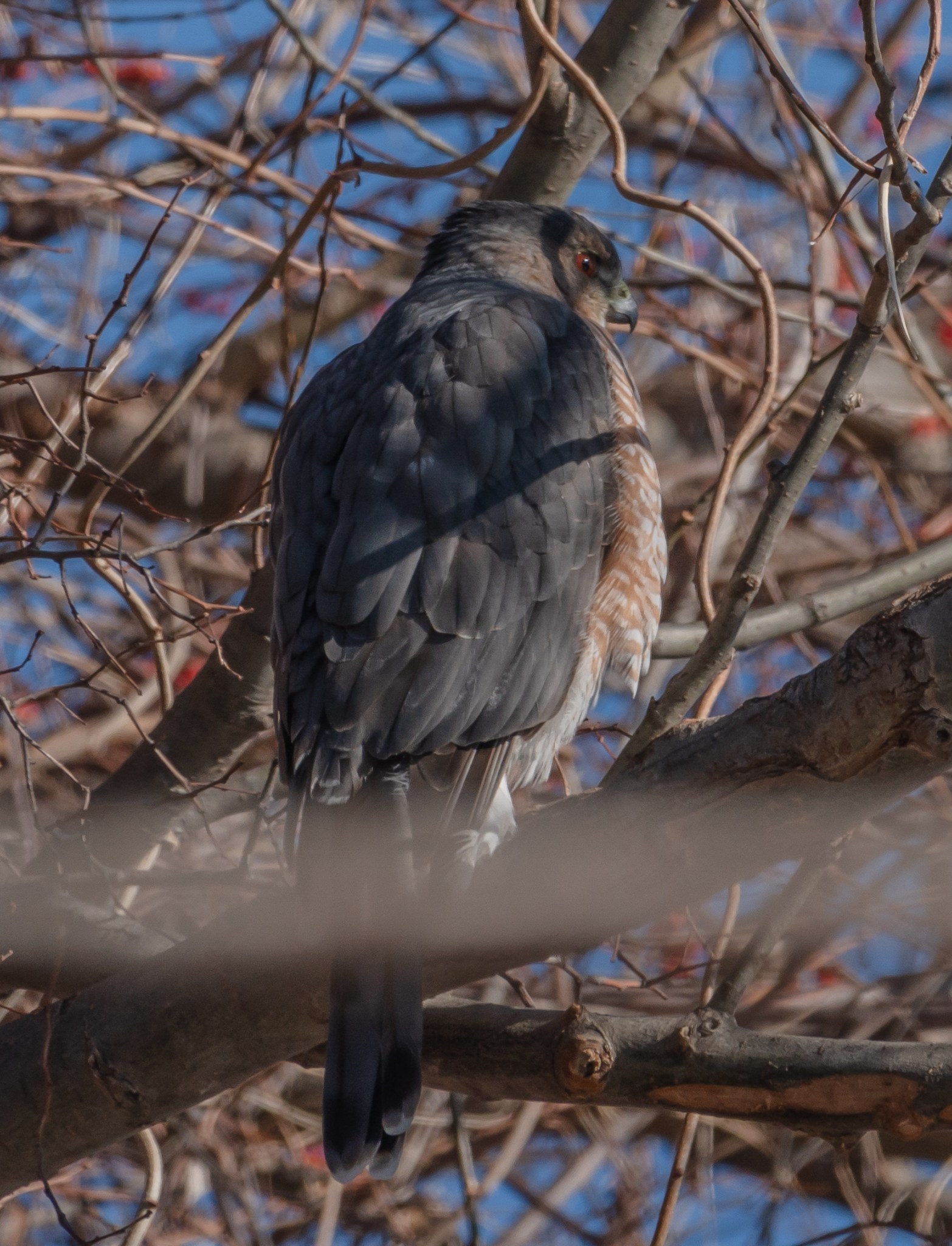 Cooper’s Hawk at Toronto Island / January 29, 2020 | Miles Hearn