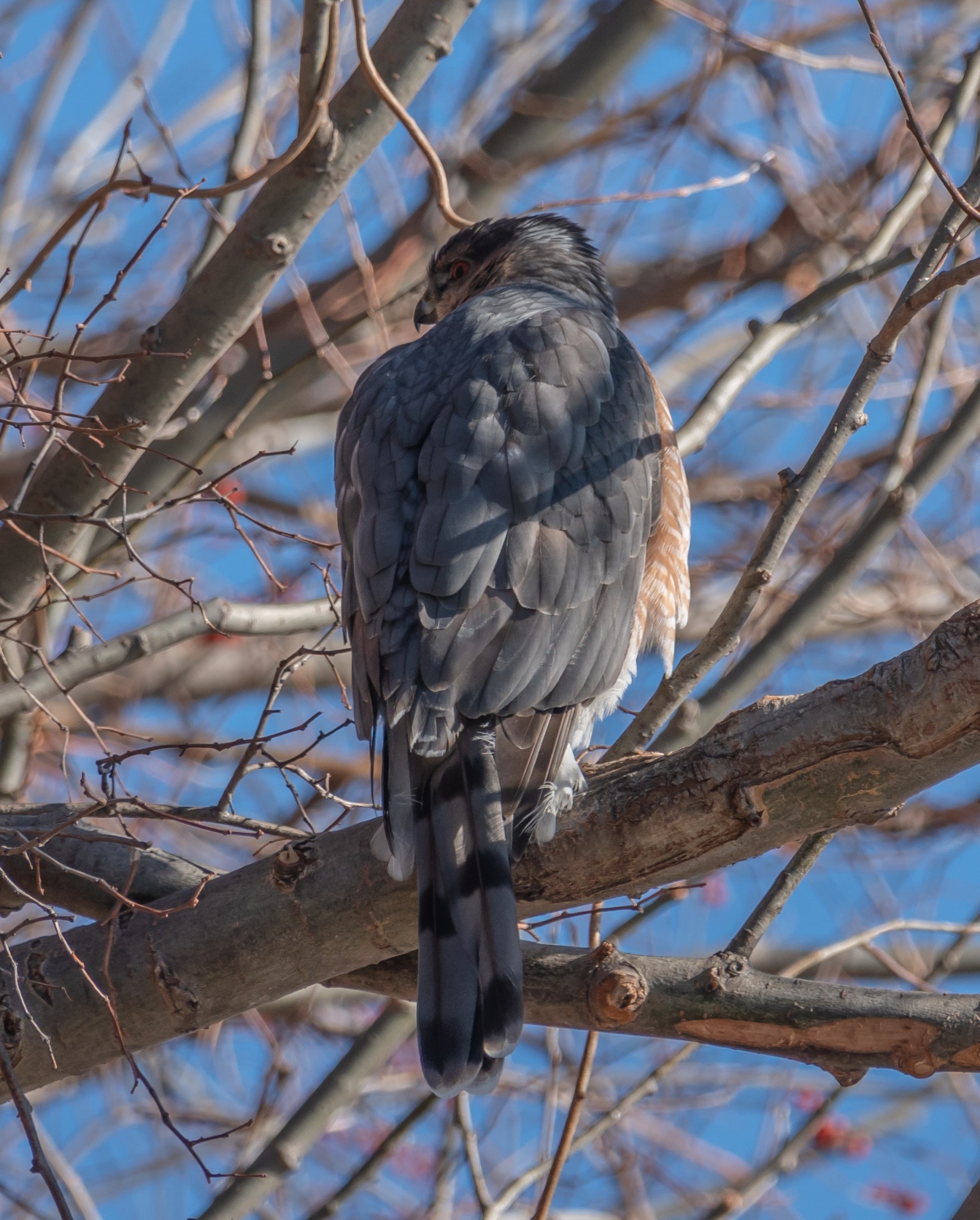 Cooper’s Hawk at Toronto Island / January 29, 2020 | Miles Hearn