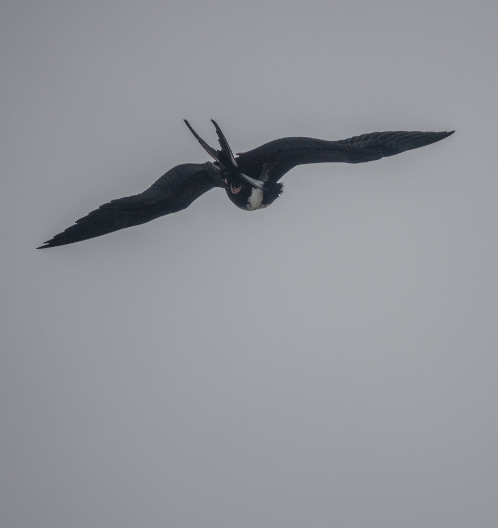 Magnificent Frigatebirds in the Sky | Miles Hearn