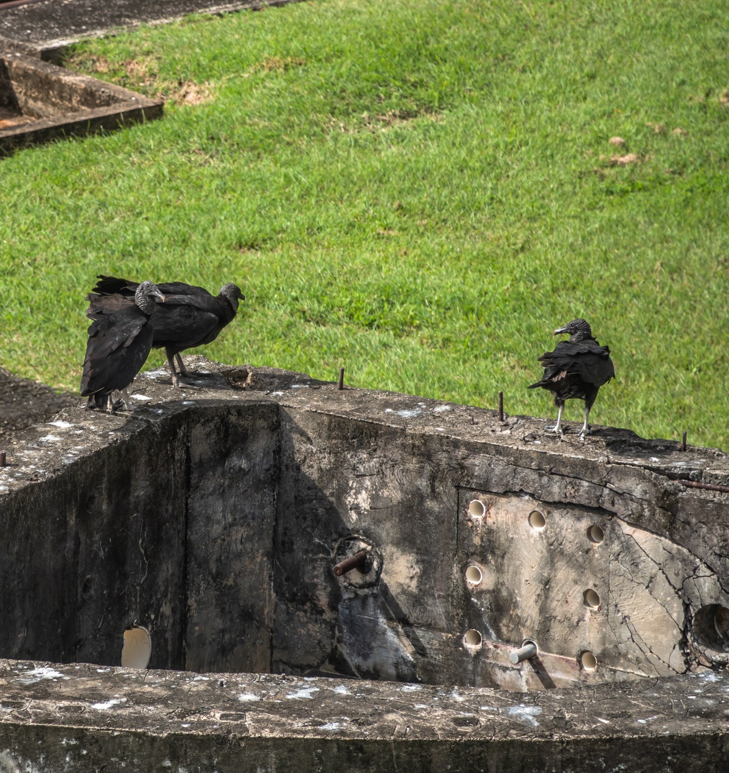 9 Bird Species seen during a Panama Canal crossing | Miles Hearn