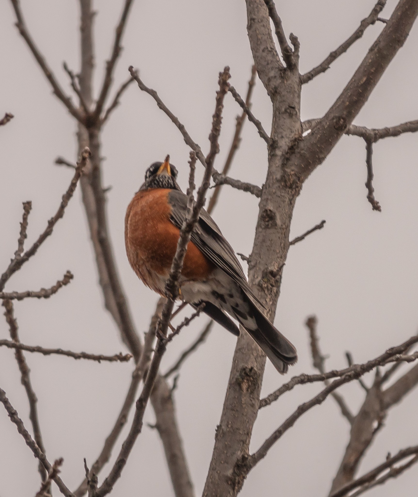 Red-bellied Woodpecker and dozens of Robins at Lambton Woods: January ...