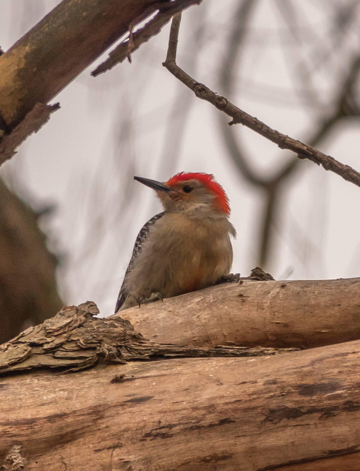 Red-bellied Woodpecker and dozens of Robins at Lambton Woods: January ...
