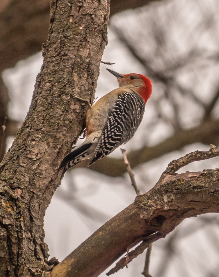 Red-bellied Woodpecker and dozens of Robins at Lambton Woods: January ...