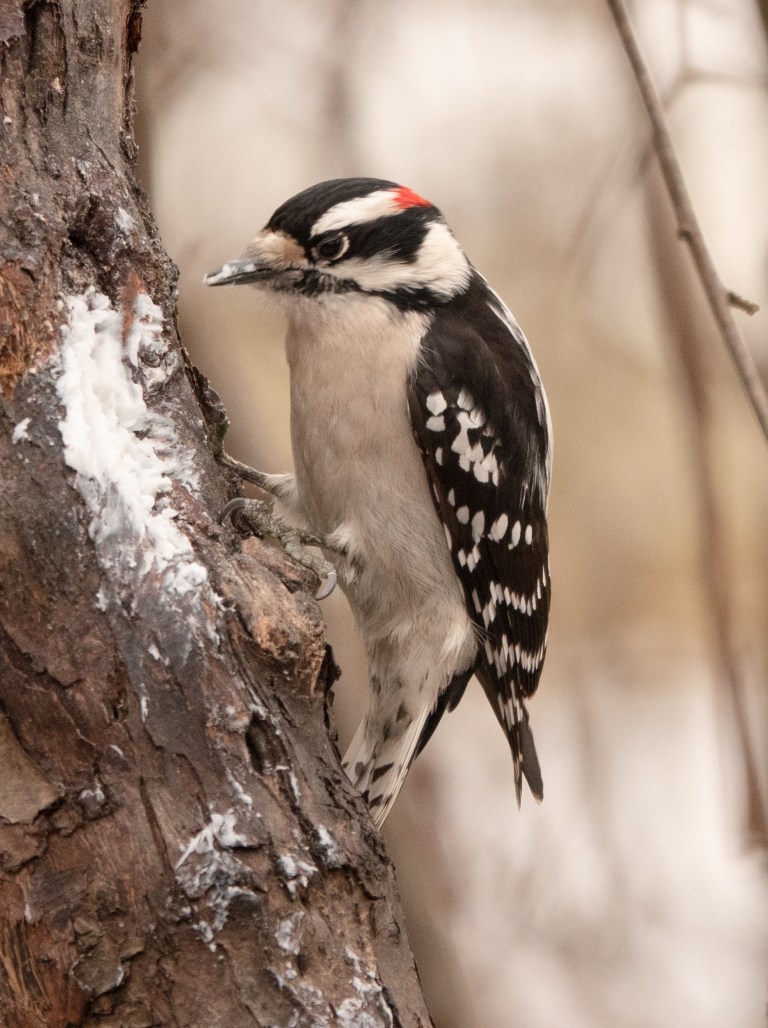Red-bellied Woodpecker and dozens of Robins at Lambton Woods: January ...