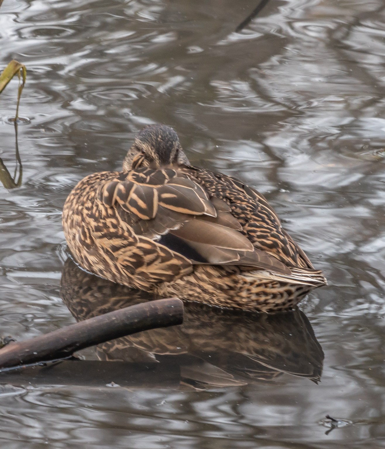 another Pekin Duck at High Park: February 11, 2020 | Miles Hearn