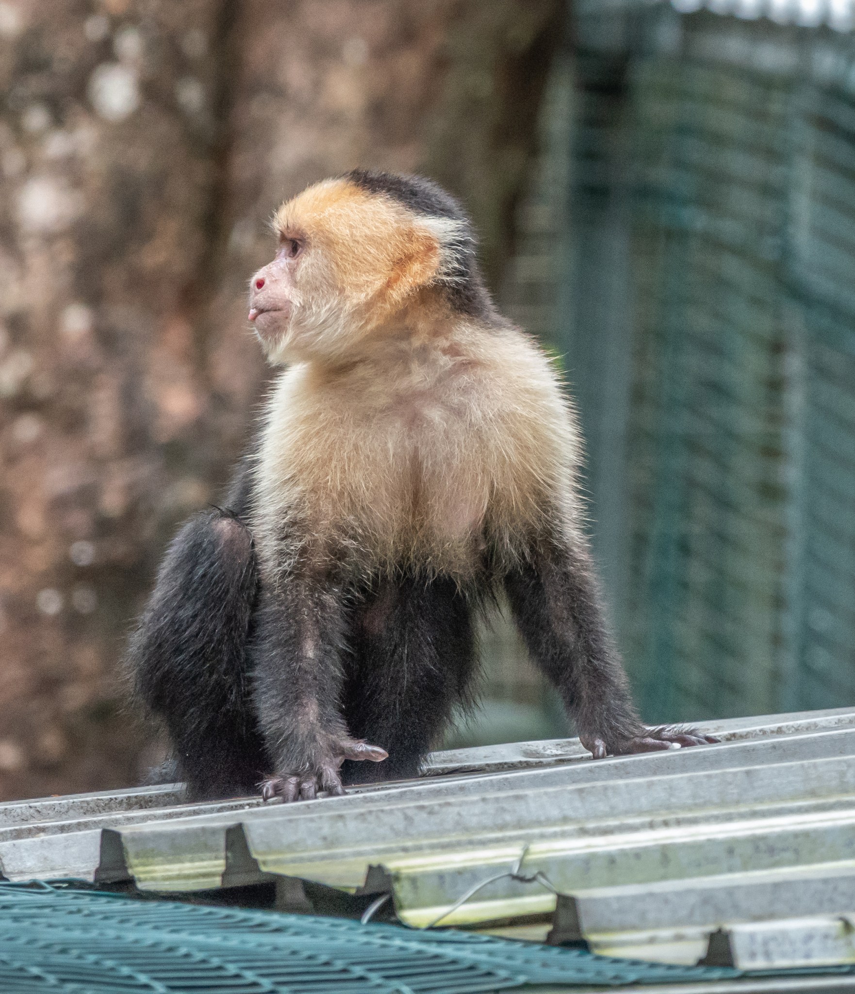 White Face Capuchin Monkey | Miles Hearn