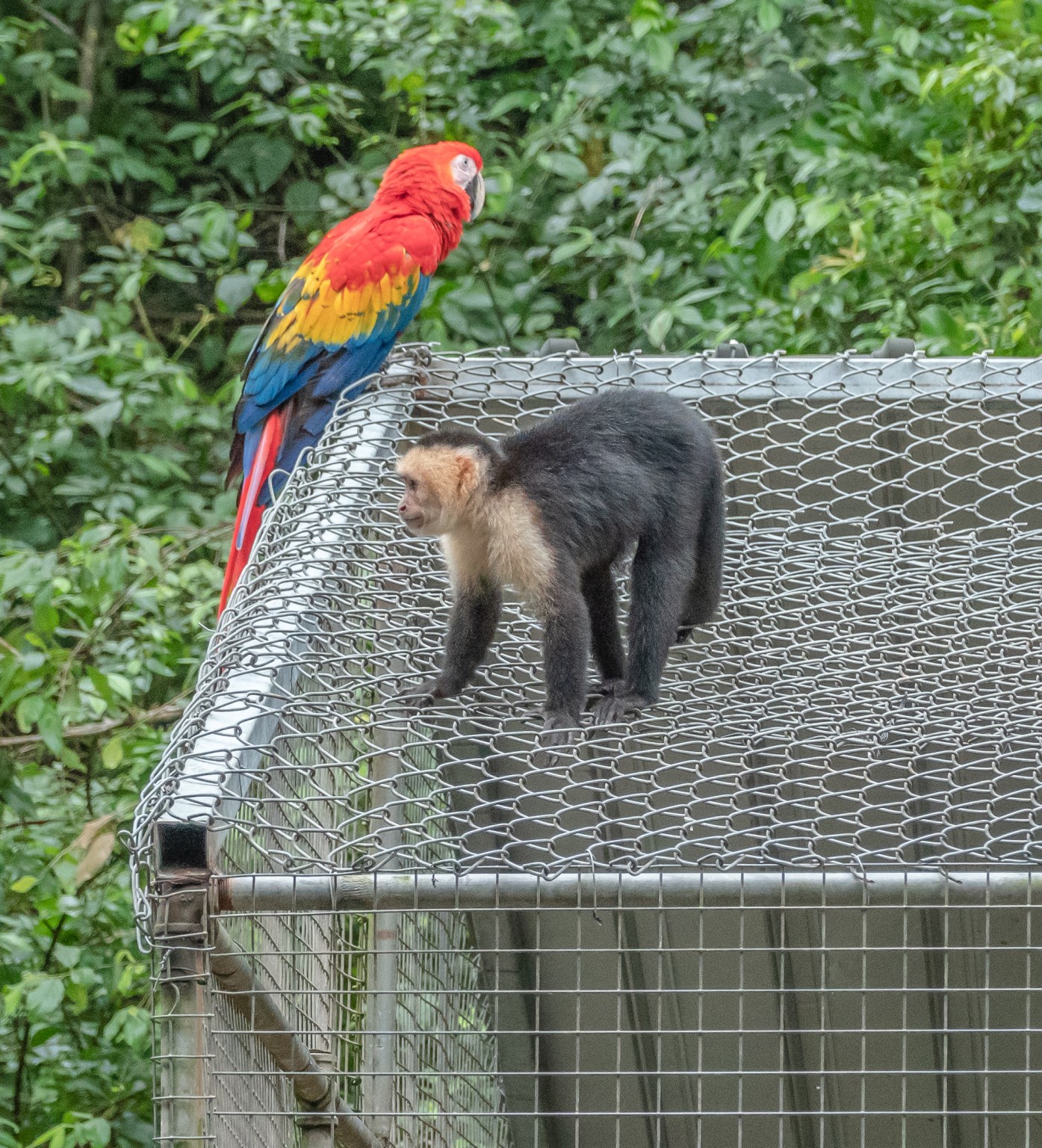 Scarlet Macaw | Miles Hearn