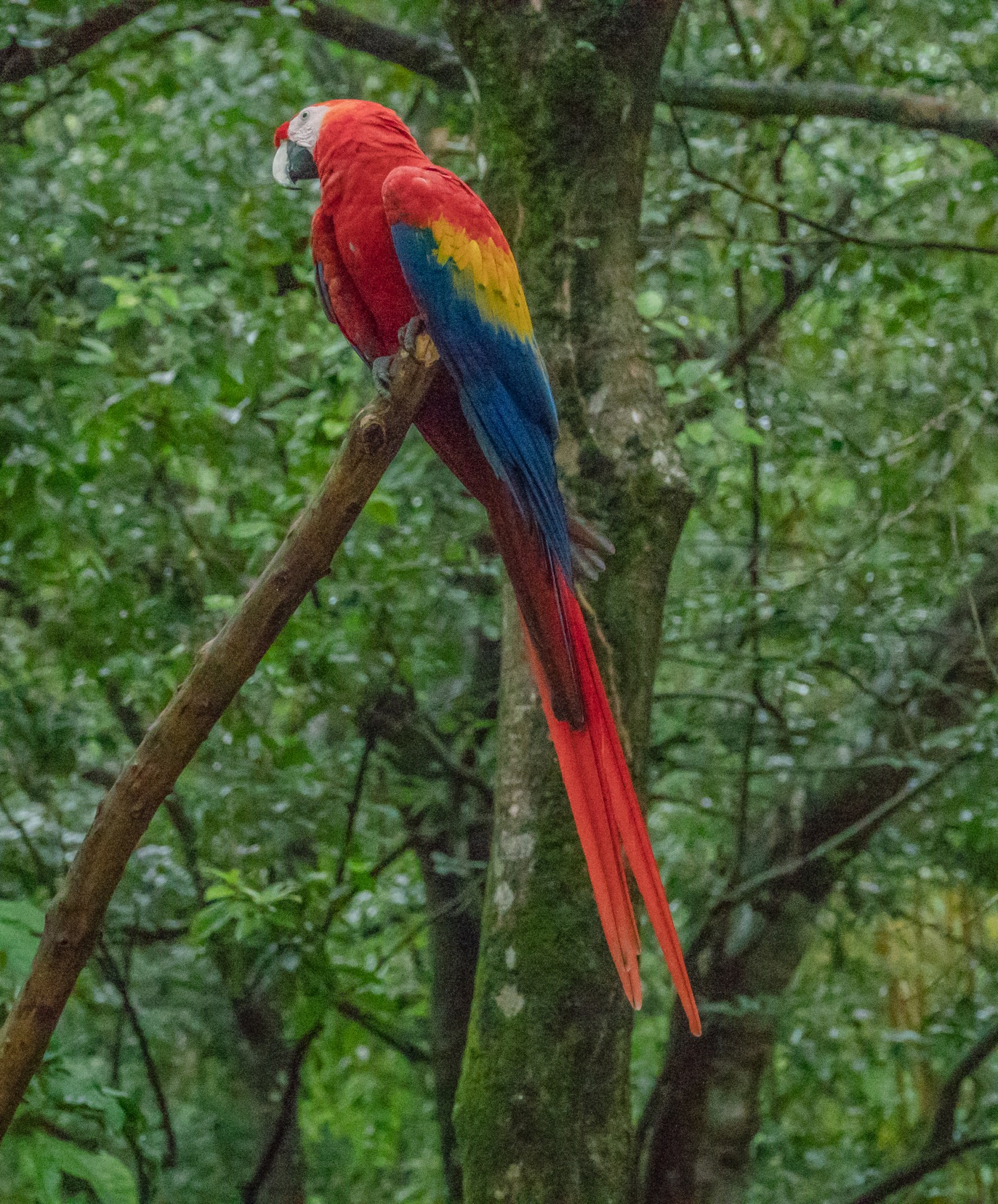 Scarlet Macaw | Miles Hearn