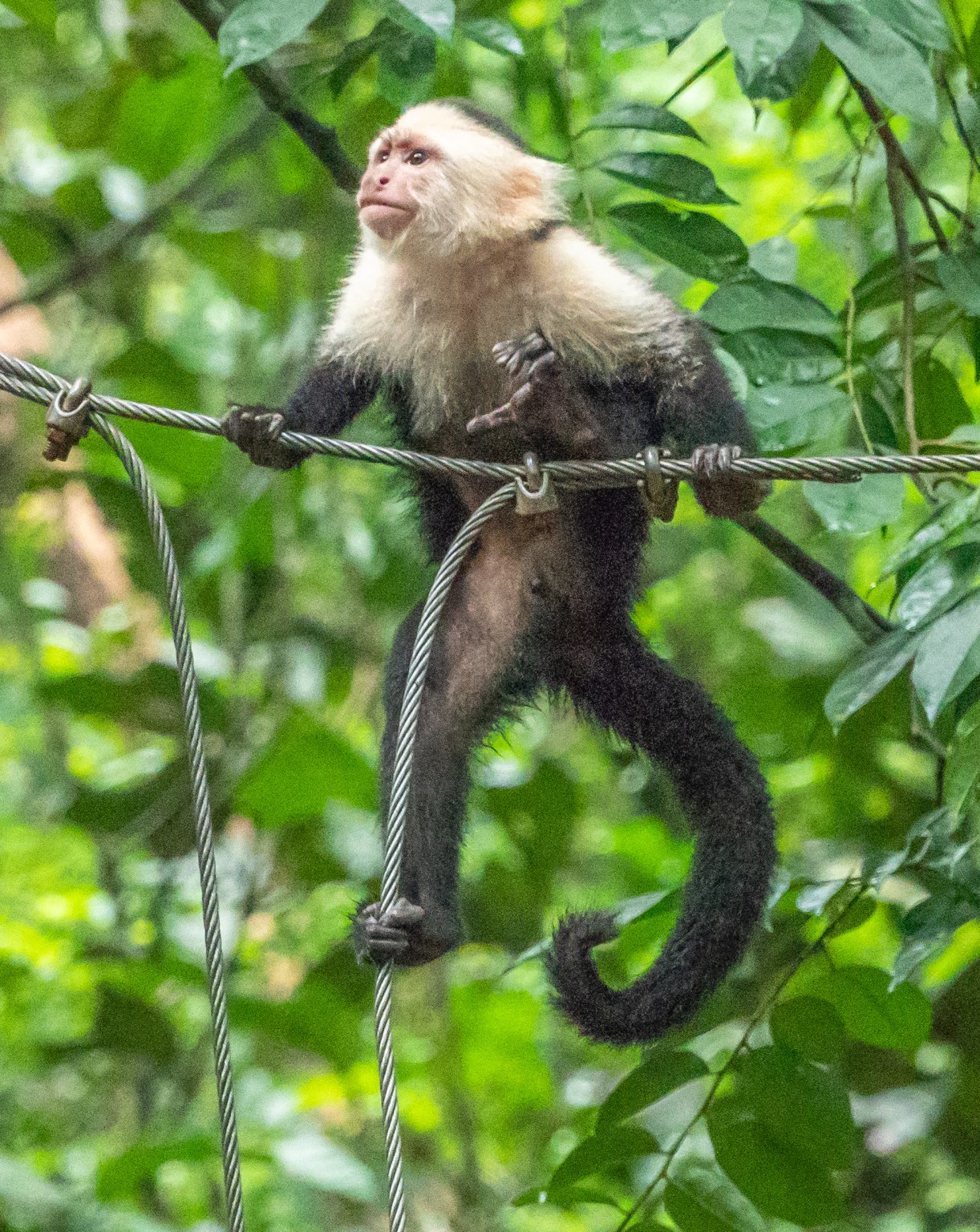 White Face Capuchin Monkey | Miles Hearn