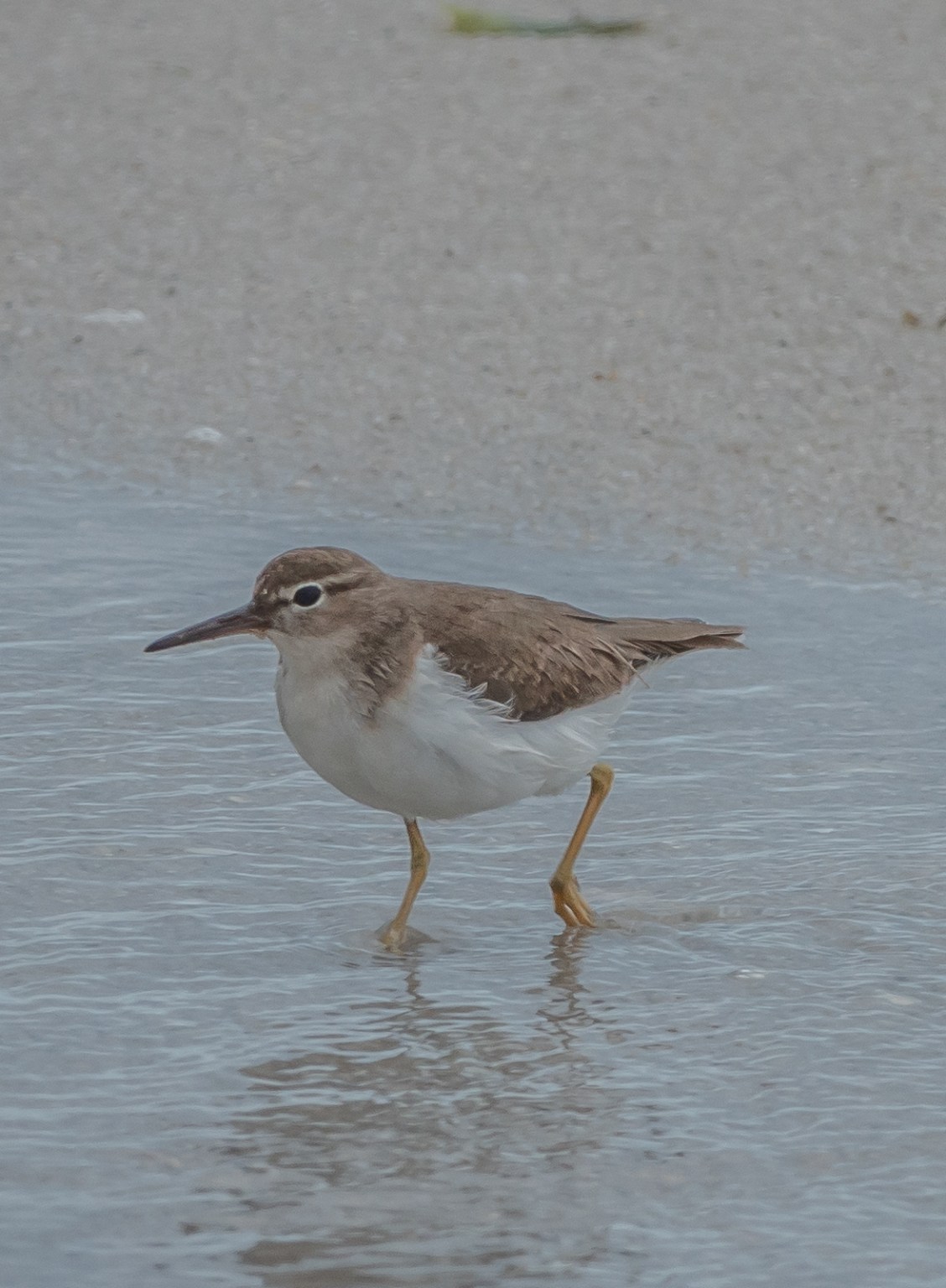 Spotted Sandpiper: Dr. J. Murray Speirs | Miles Hearn