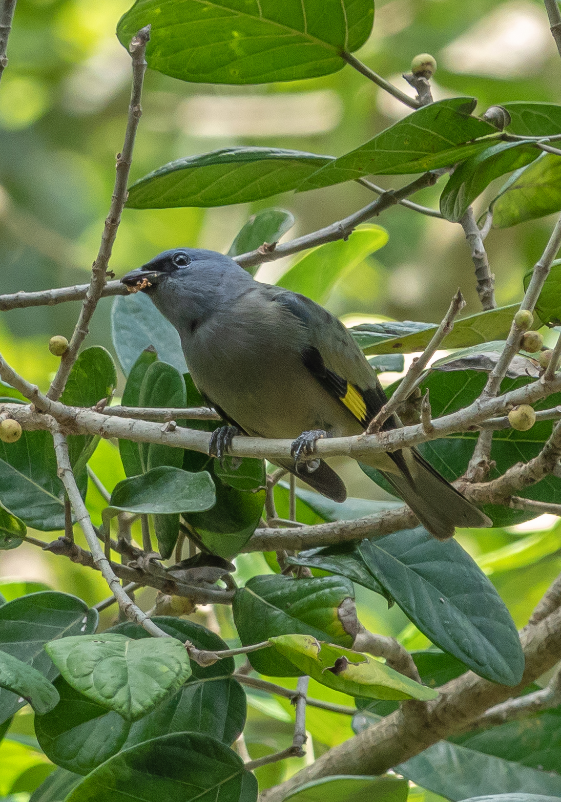 Yellow-winged Tanager | Miles Hearn