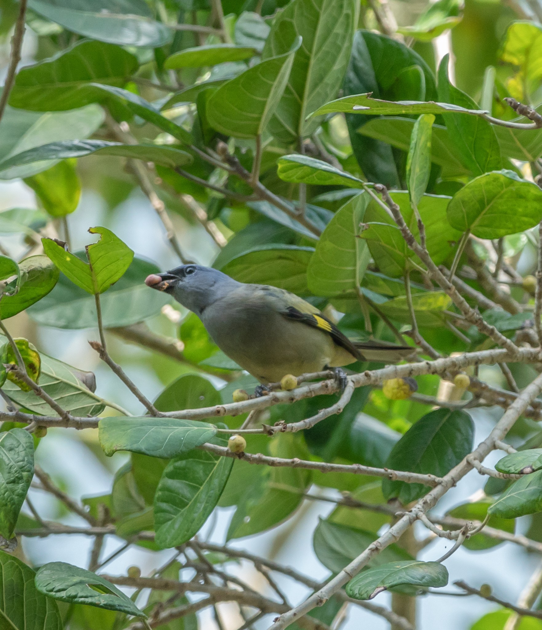 Yellow-winged Tanager | Miles Hearn