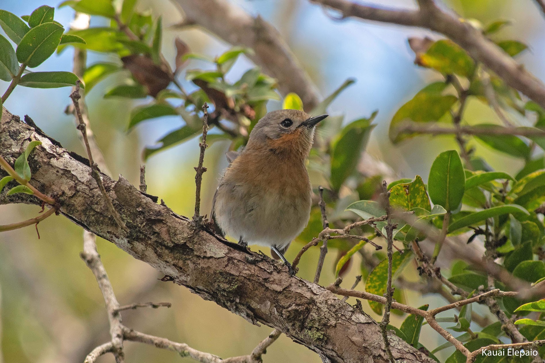 Elepaio, Kauai 20200121 165 | Miles Hearn