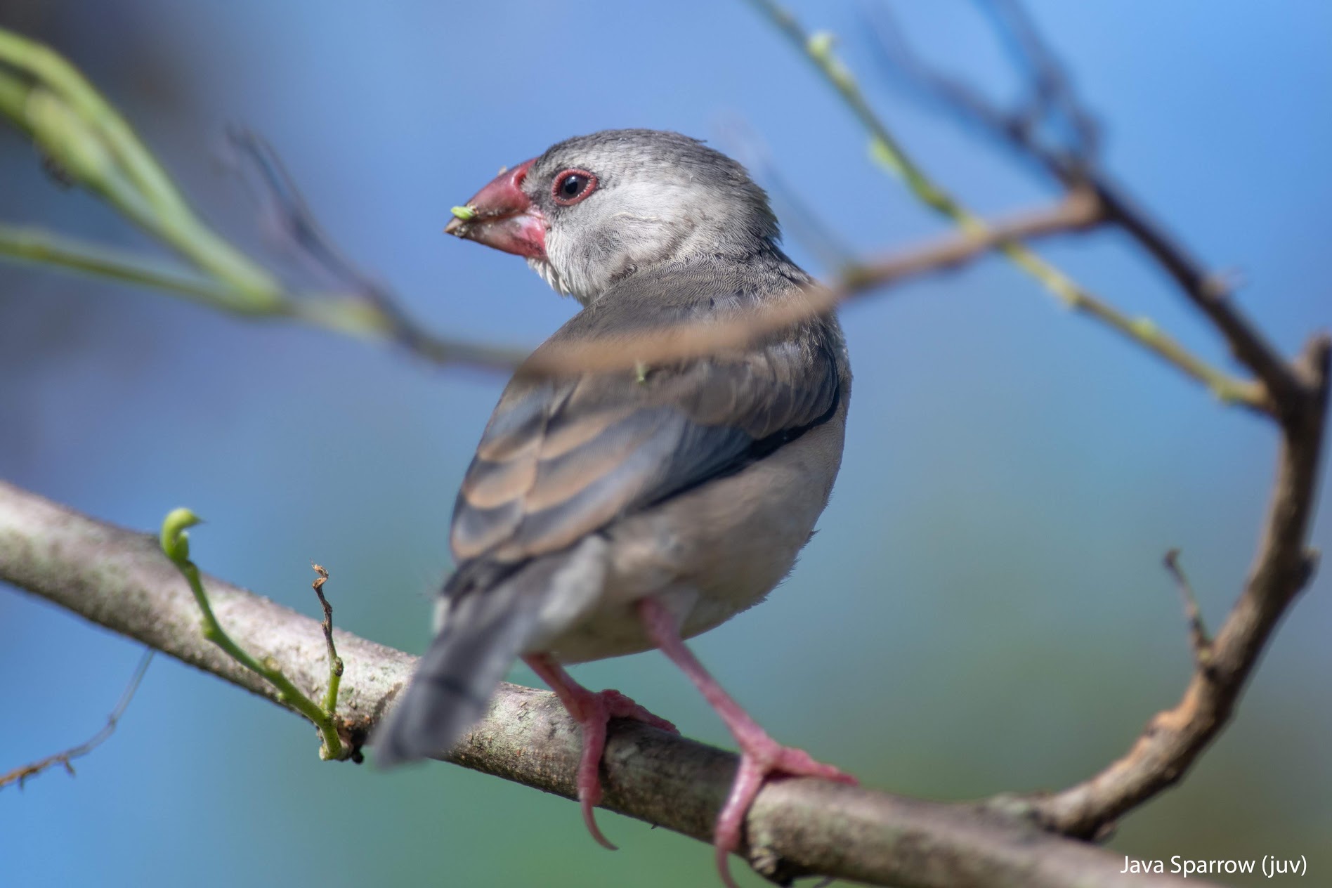 Birds of Hawaii Day 4: Ian Valentine | Miles Hearn