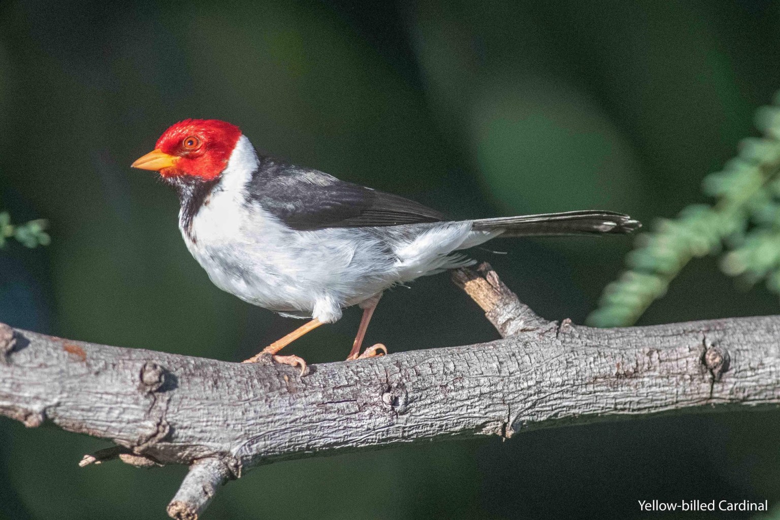 Cardinal, Yellow-billed 20200126 47 | Miles Hearn