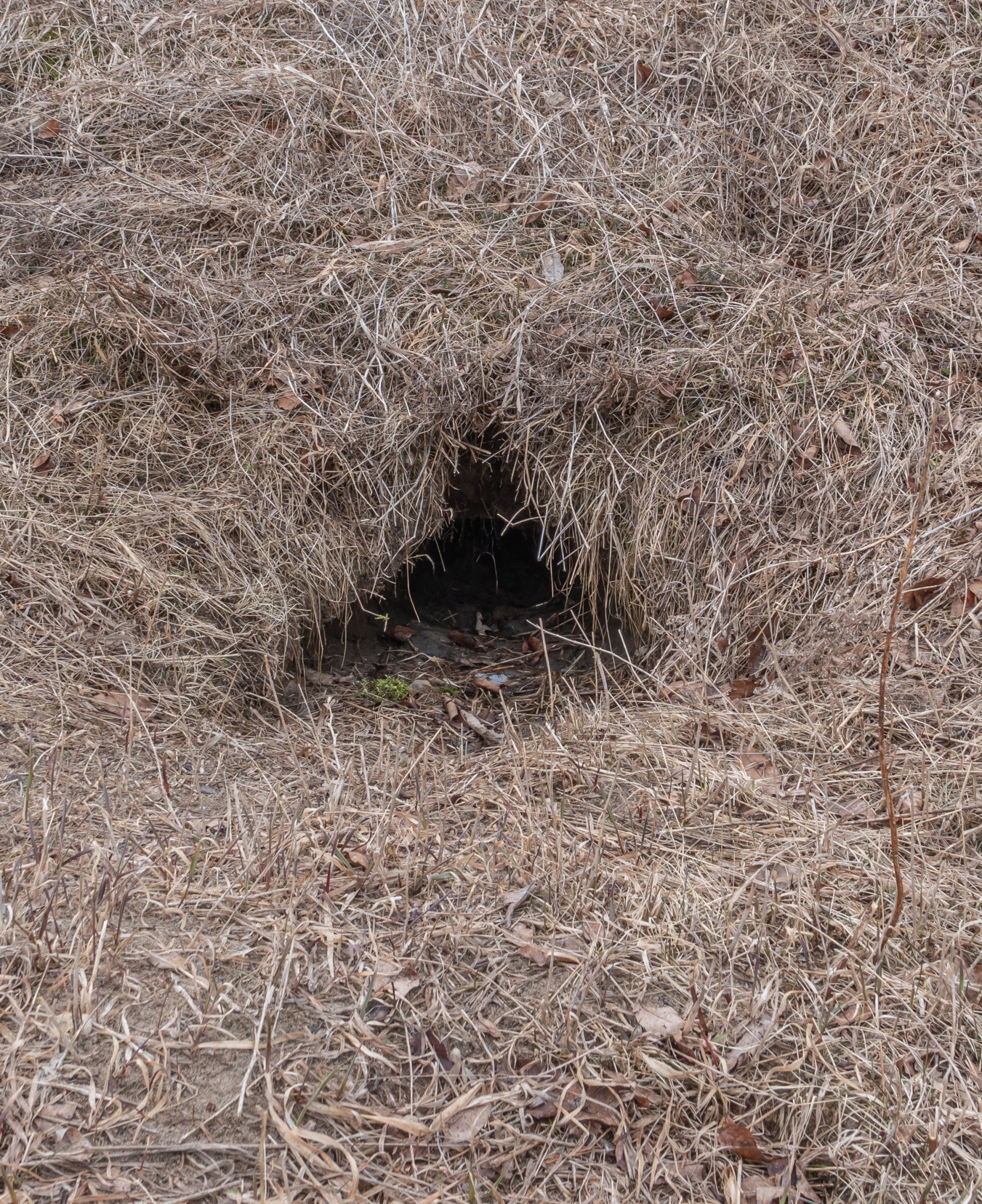 Purple Woods Conservation Area: Late March, 2020 | Miles Hearn