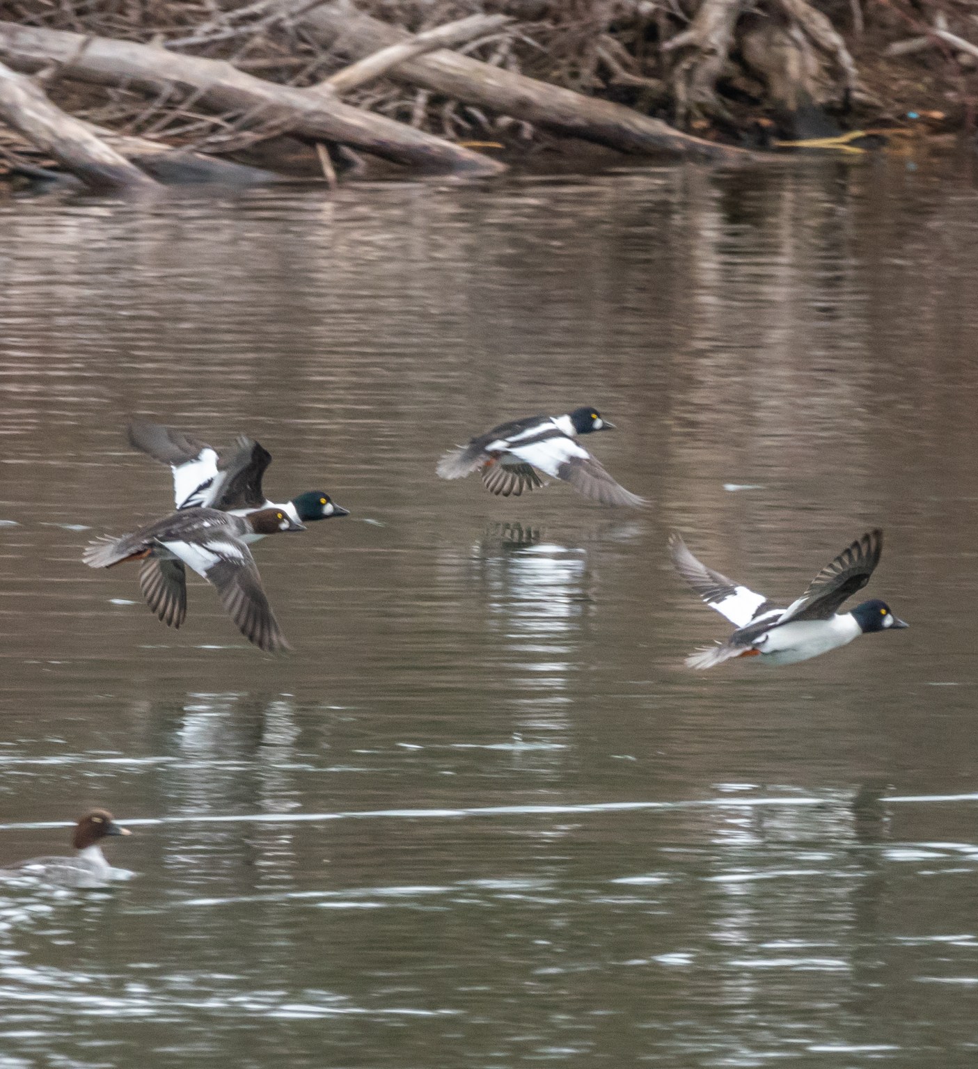 Identification of 9 Diving Duck Species: A Photographic Guide | Miles Hearn